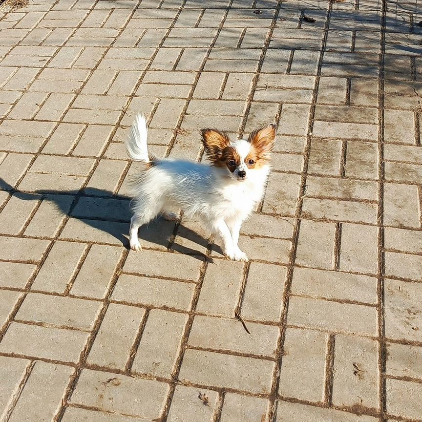Яркий красавец мальчик папийон