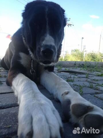 Алабай супер блатная