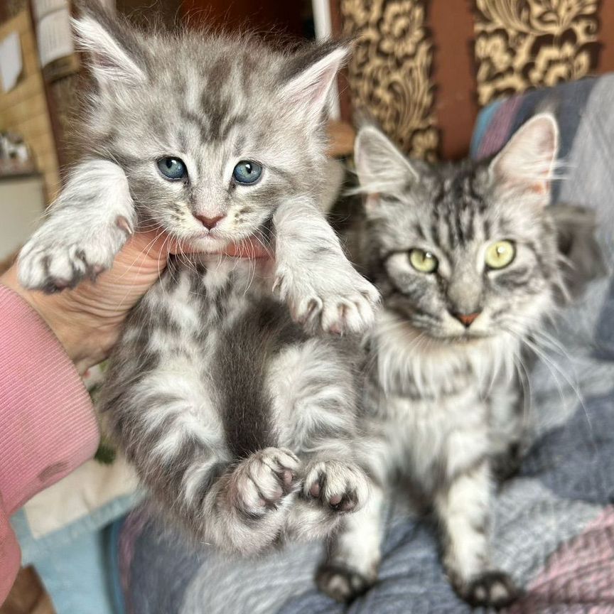 Мейн-кун котёнок