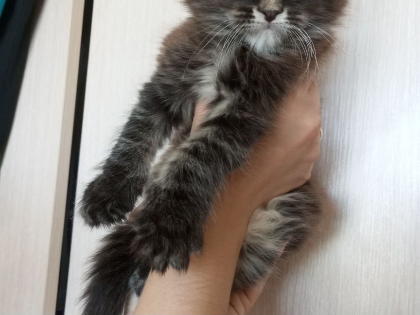 Котенок мейн-кун мальчик