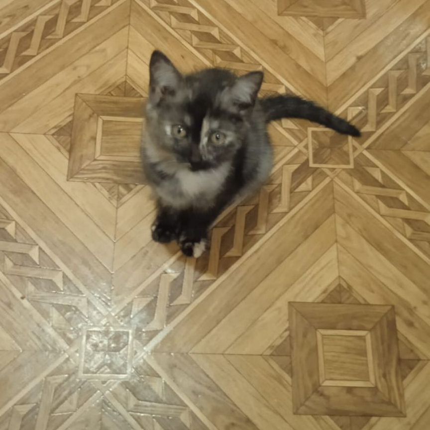 Котенок в добрые руки