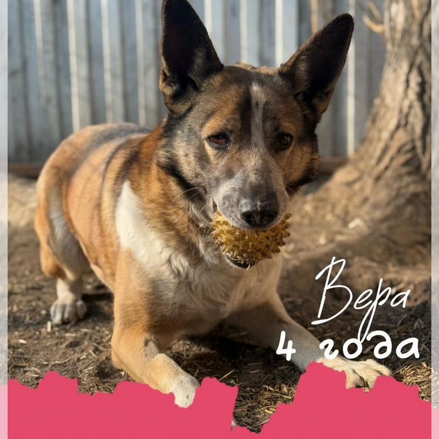 Взрослая собака в добрые руки