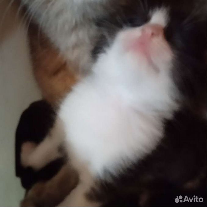 Котёнок от британской кошечки