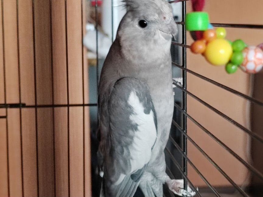 Корелла безщекая попугай