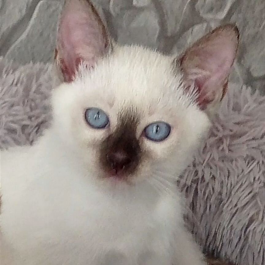 Тайские котята питомник