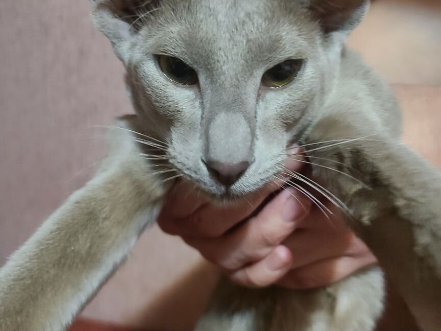 Кошка ориентальная лиловая