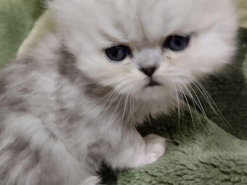 Персидские котята