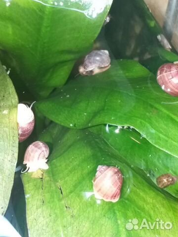 Улитки ампулярии