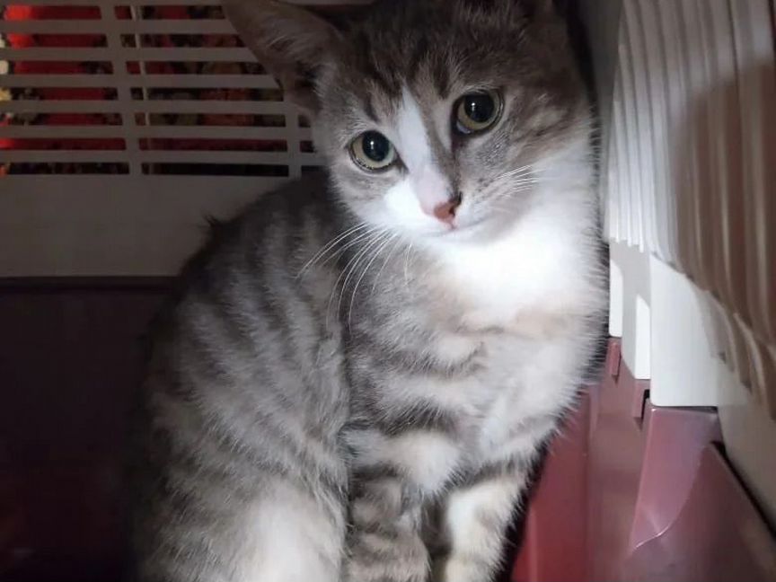 Кошка