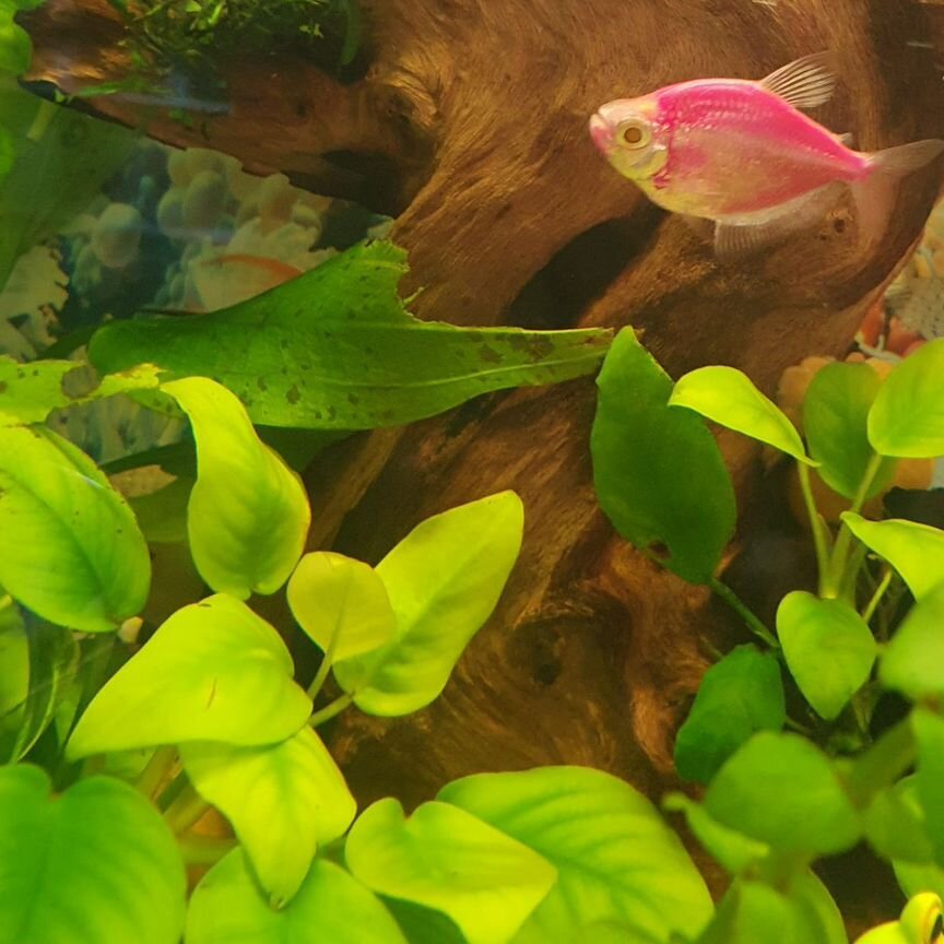 Тернеции, меченосец, водорослеед