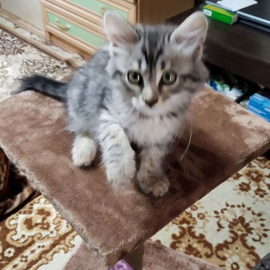 Бенгальские котята