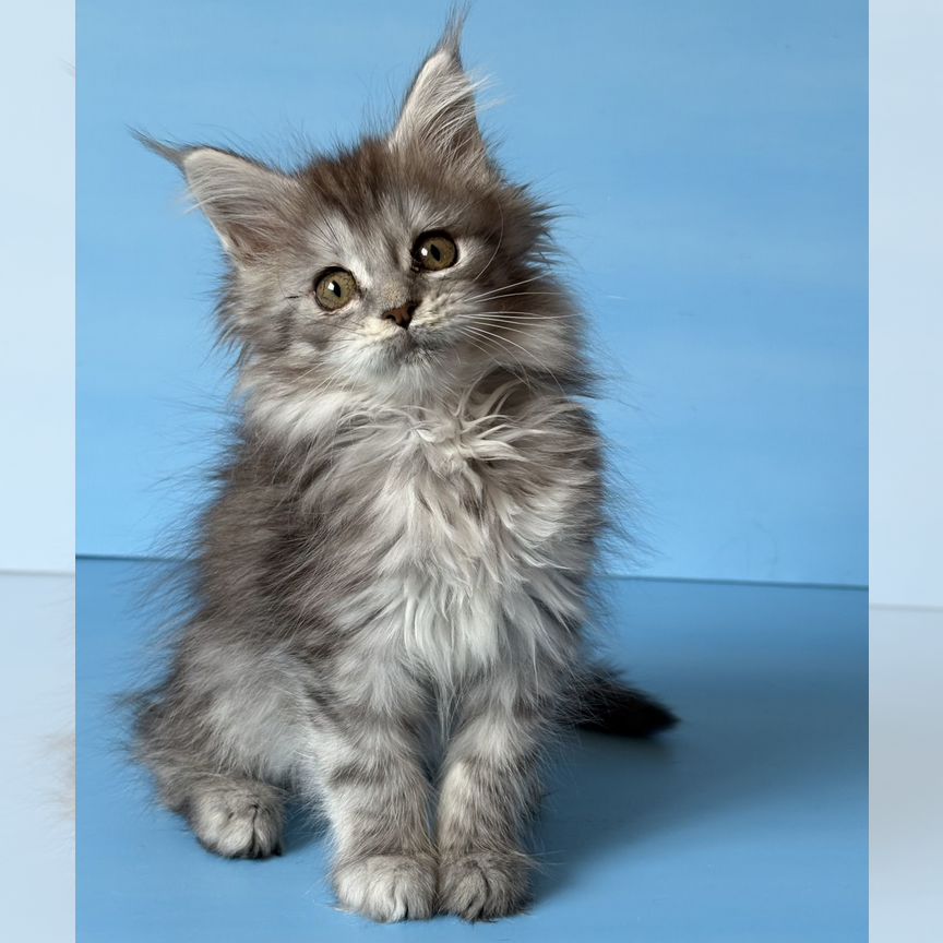 Мейн-кун котёнок