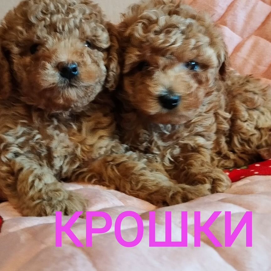 Пуделята