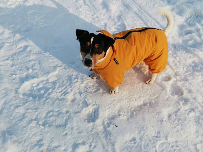 Комбинезон для маленькой собаки девочки