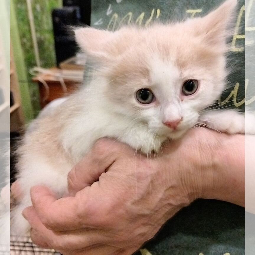 Котёнок в добрые руки