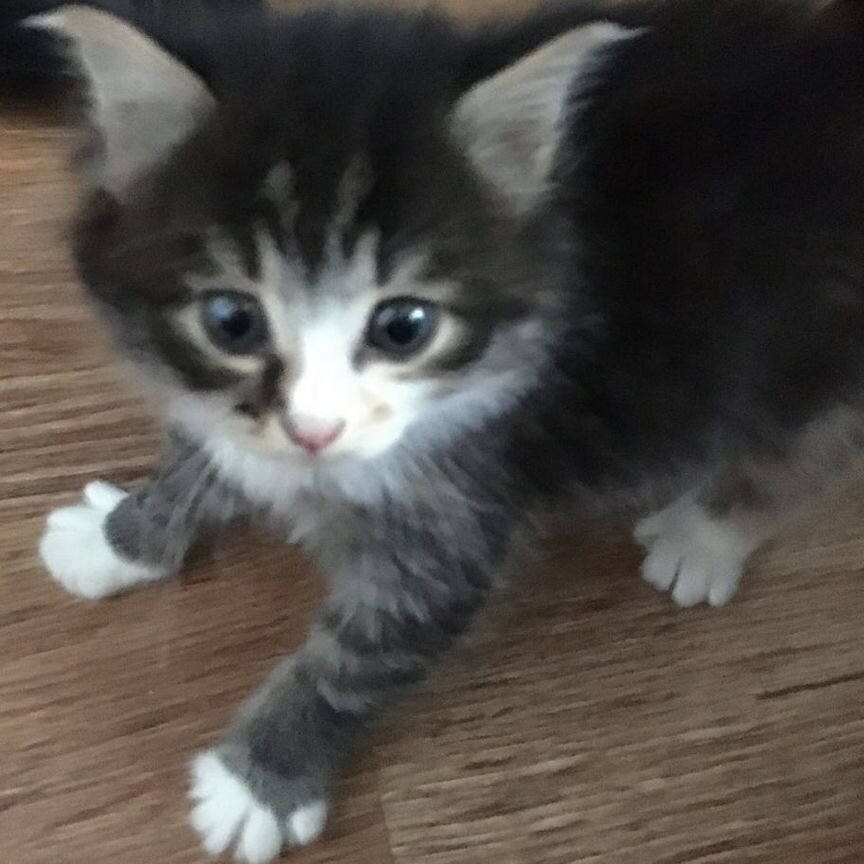Котята из деревни