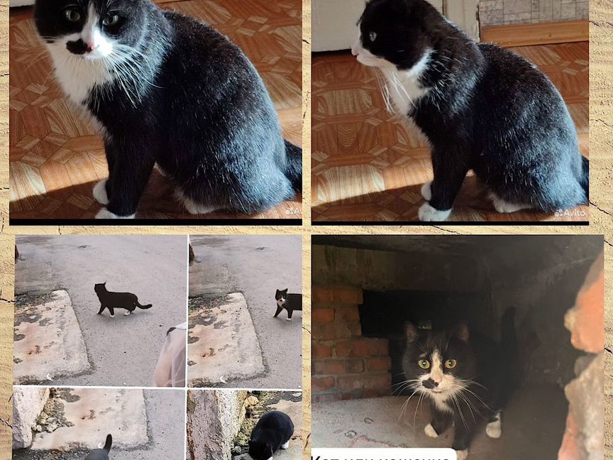 Котик найденыш
