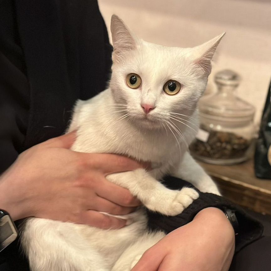 Кошечка