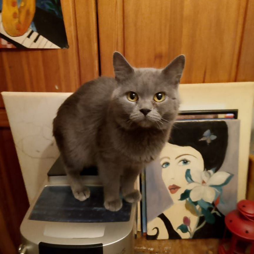 Шотландский кот