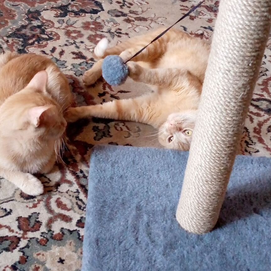 Котики бесплатно в добрые руки