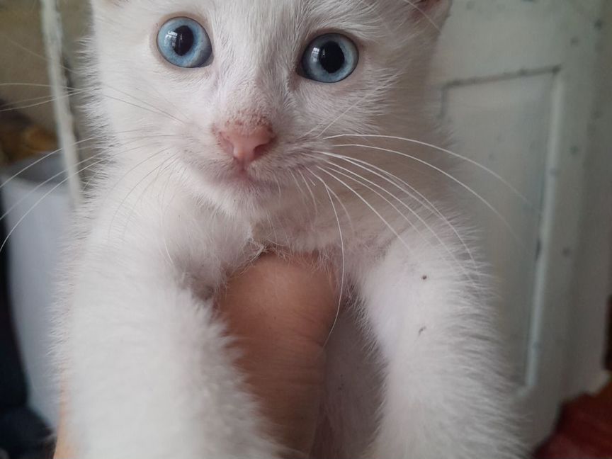 Коты в добрые руки