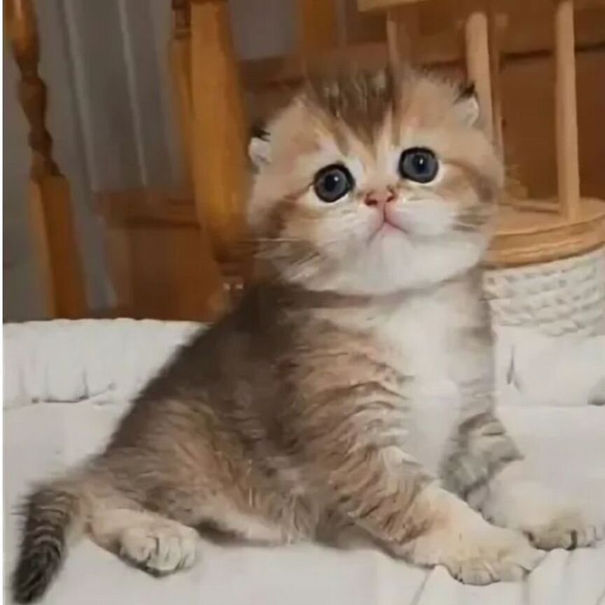 Шотландский прямоухий короткошёрстный котёнок