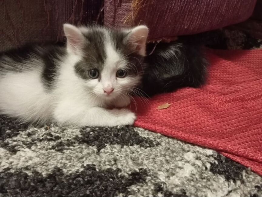 Красивые котятки, в хорошие руки