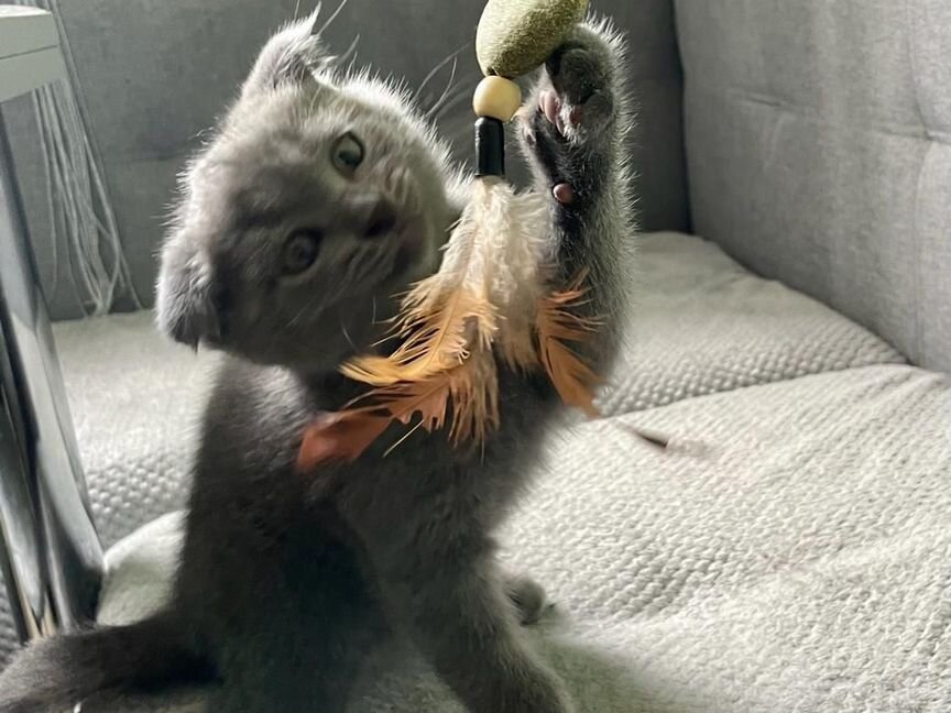 Вислоухий мальчуган