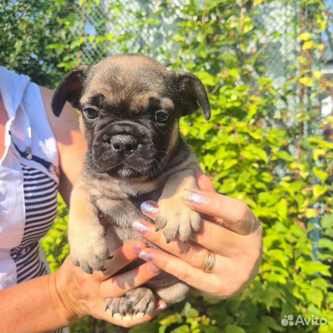 Французики миники лапоньки с родословной