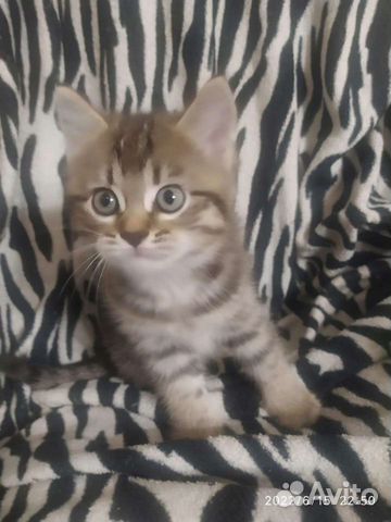 Кошка