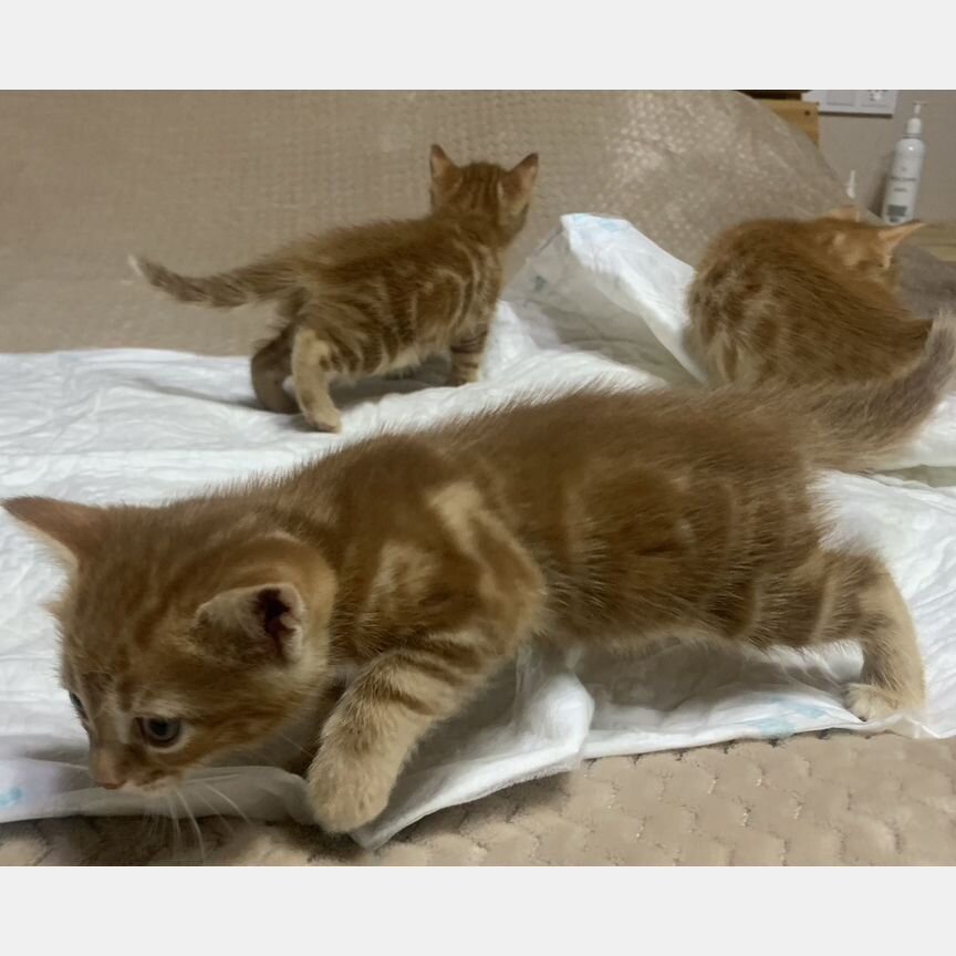 Коты два кота и кошка