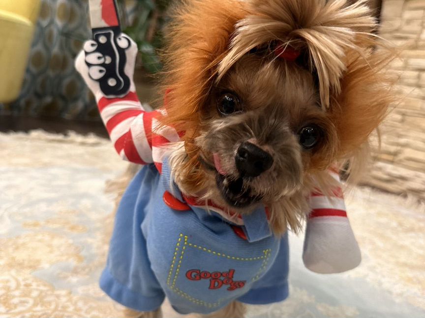 Костюм Пират для собак и кошек S (от 5кг)