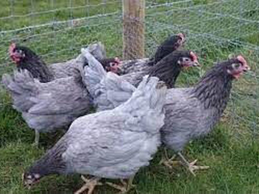 Суточные цыплята Доминант в Крыму