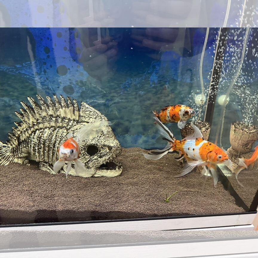 Рыбки аквариумные