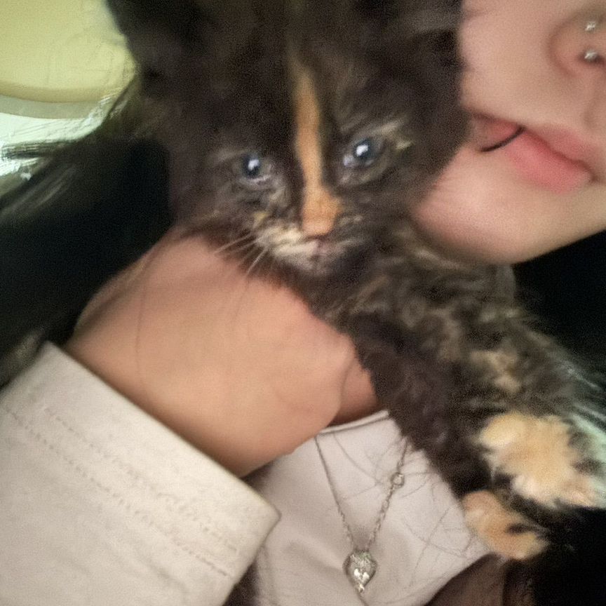Котята