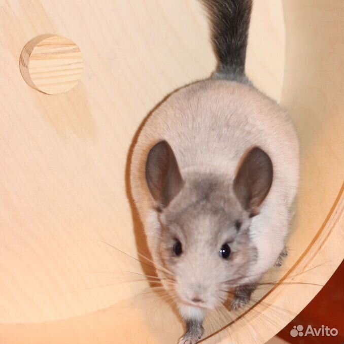 Шиншилла девочка