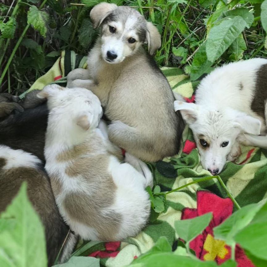 Щенки