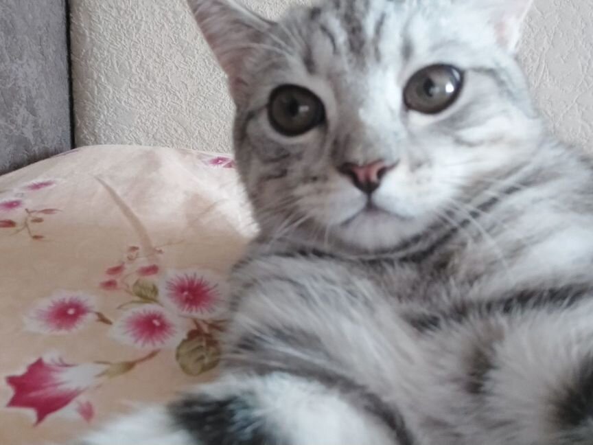 Связка кошек