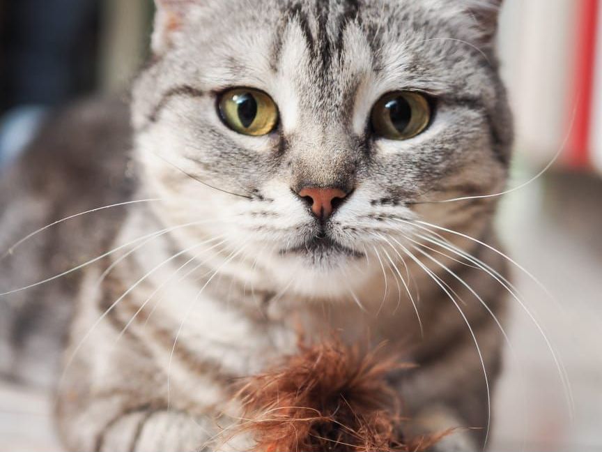 Кошка Аврора очень хочет домой