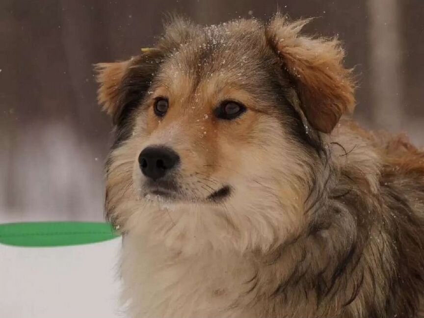Собаки бесплатно