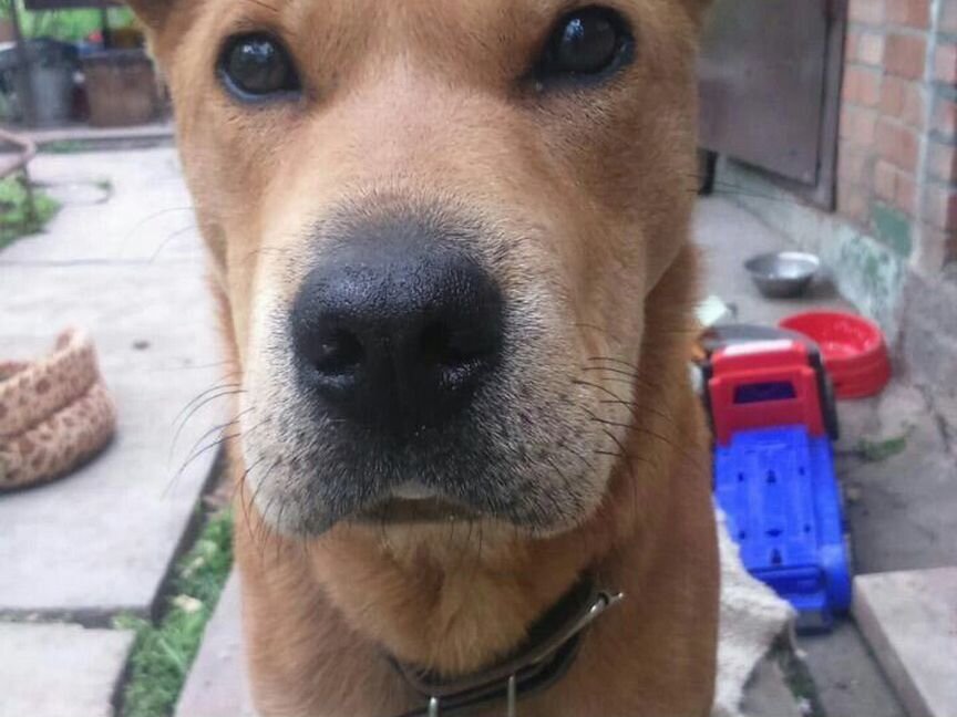 Собака в добрые руки