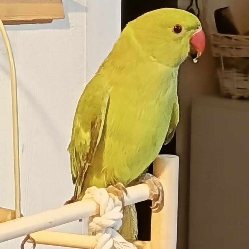 Ожереловый попугай птенцы