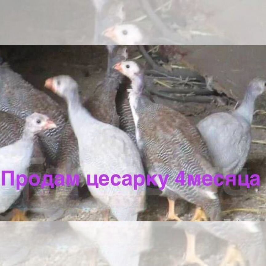 Цесарка 4 месяца