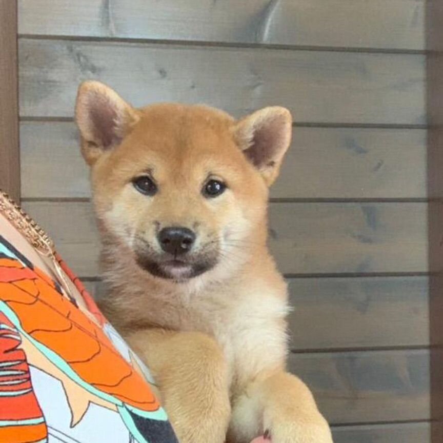 Щенки сиба ину