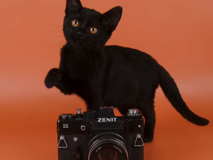 Бомбей котик