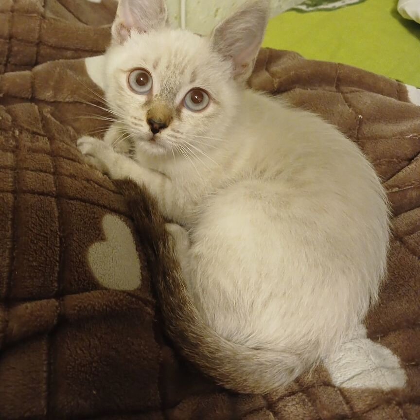 Тайский котенок(девочка)
