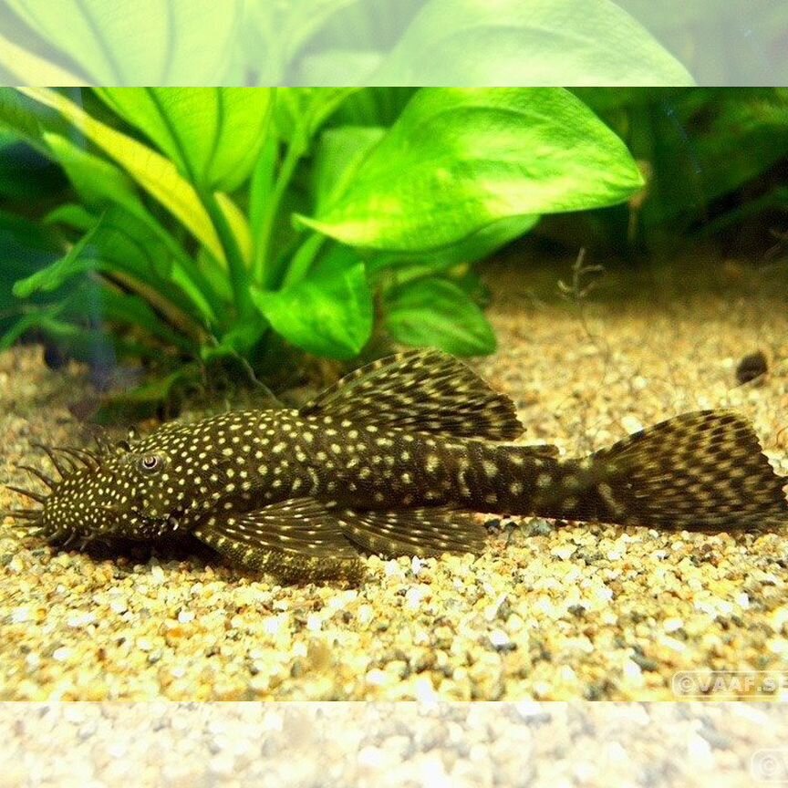 Анциструс , луизианский рак