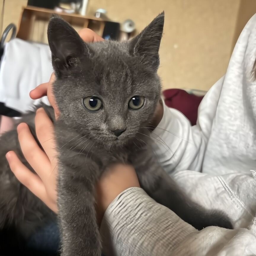 Британский короткошёрстный котёнок