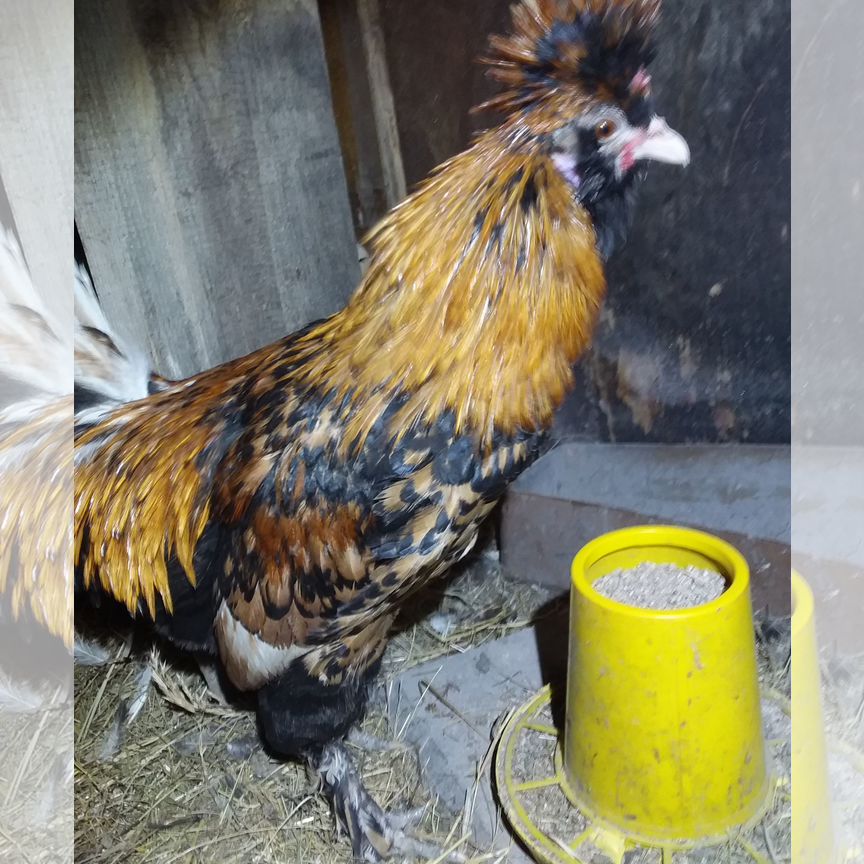 Петух павловский золото