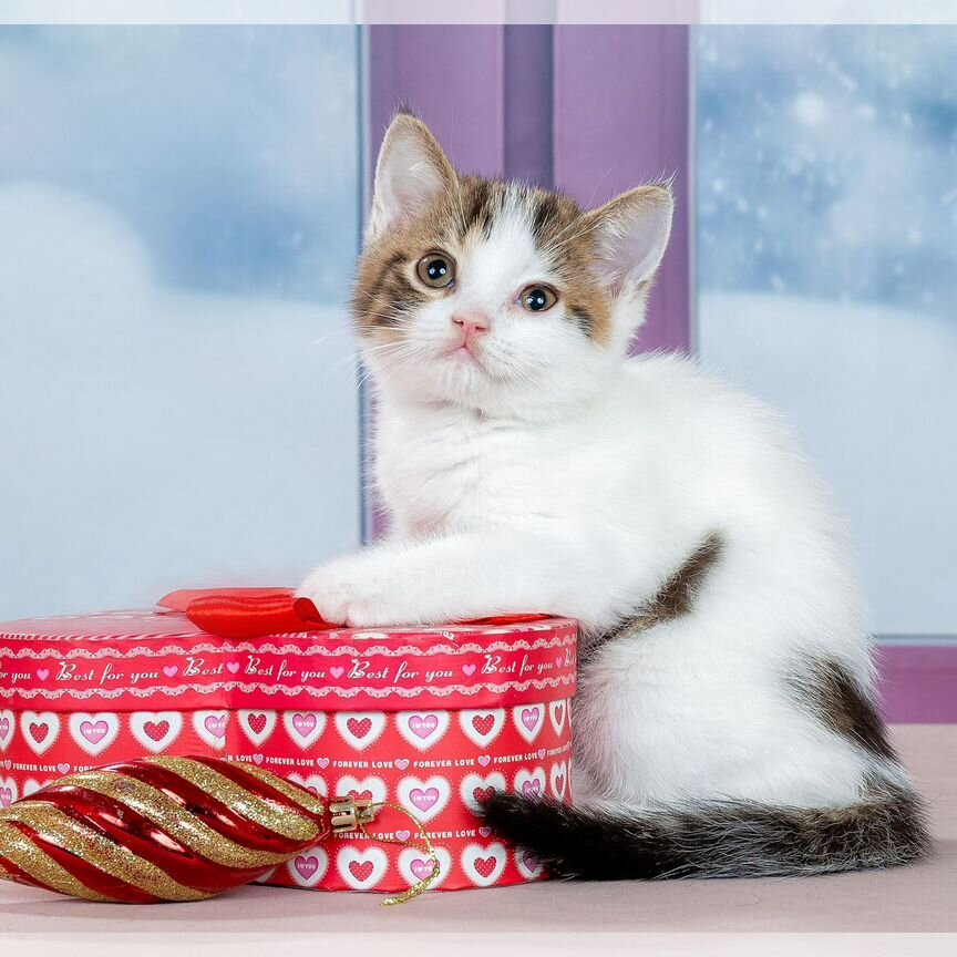 Шотландский прямоухий короткошёрстный котёнок